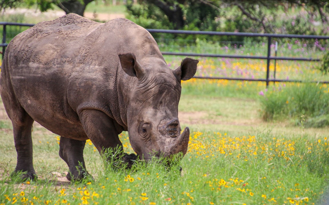 Rhinory: A Winery With Rhinos in the Texas Hill Country